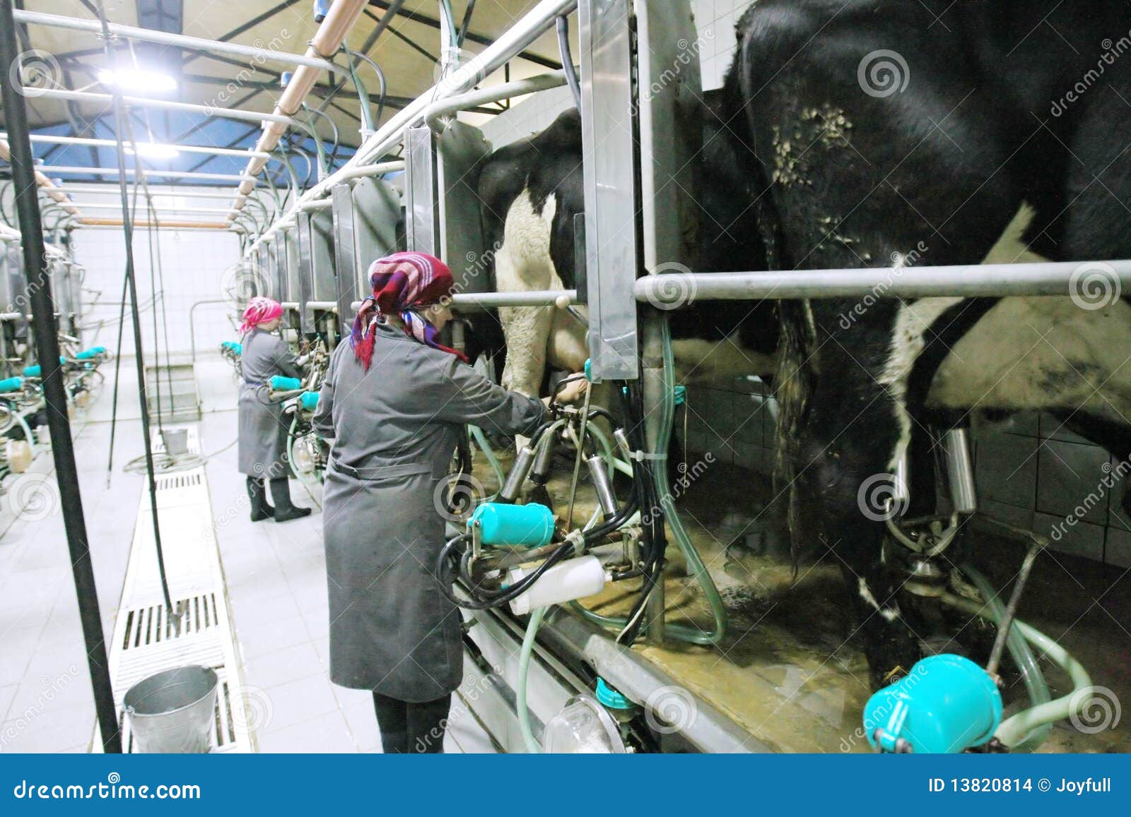 Milkmaid Farmer Woman Milking Machine Pumps Editorial Image ...
