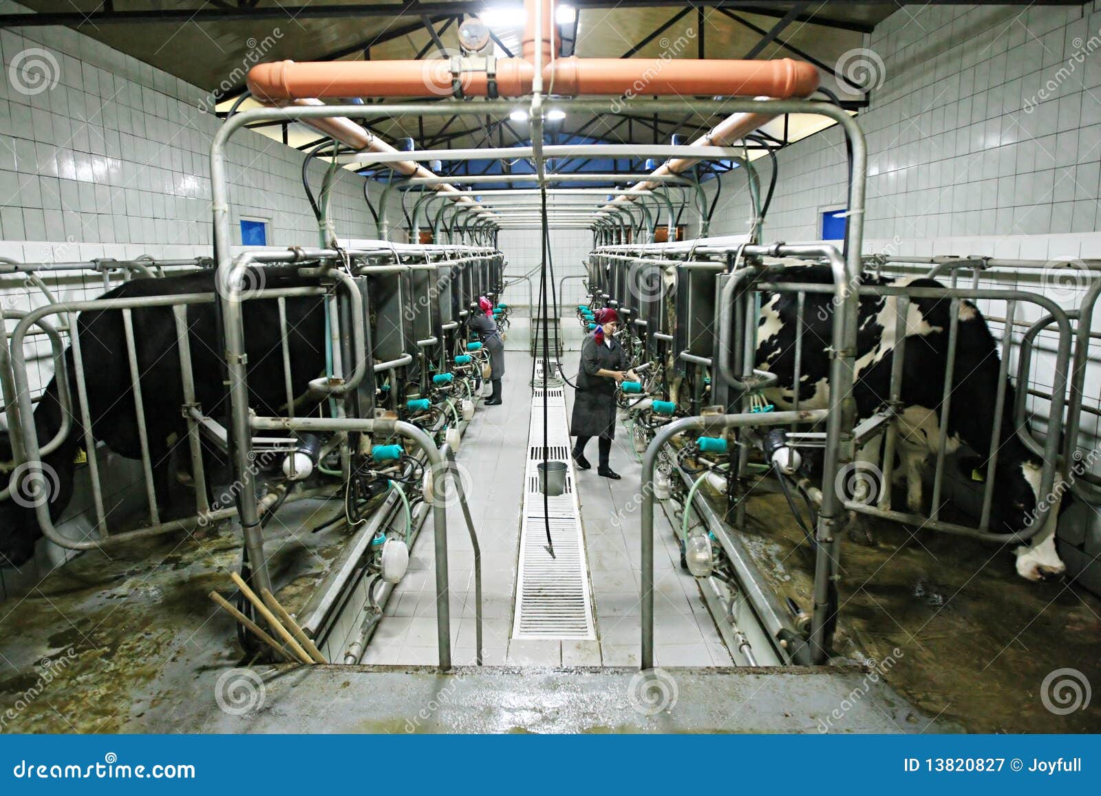 Milkmaid Farmer Woman Milking Machine Pumps Editorial Image ...