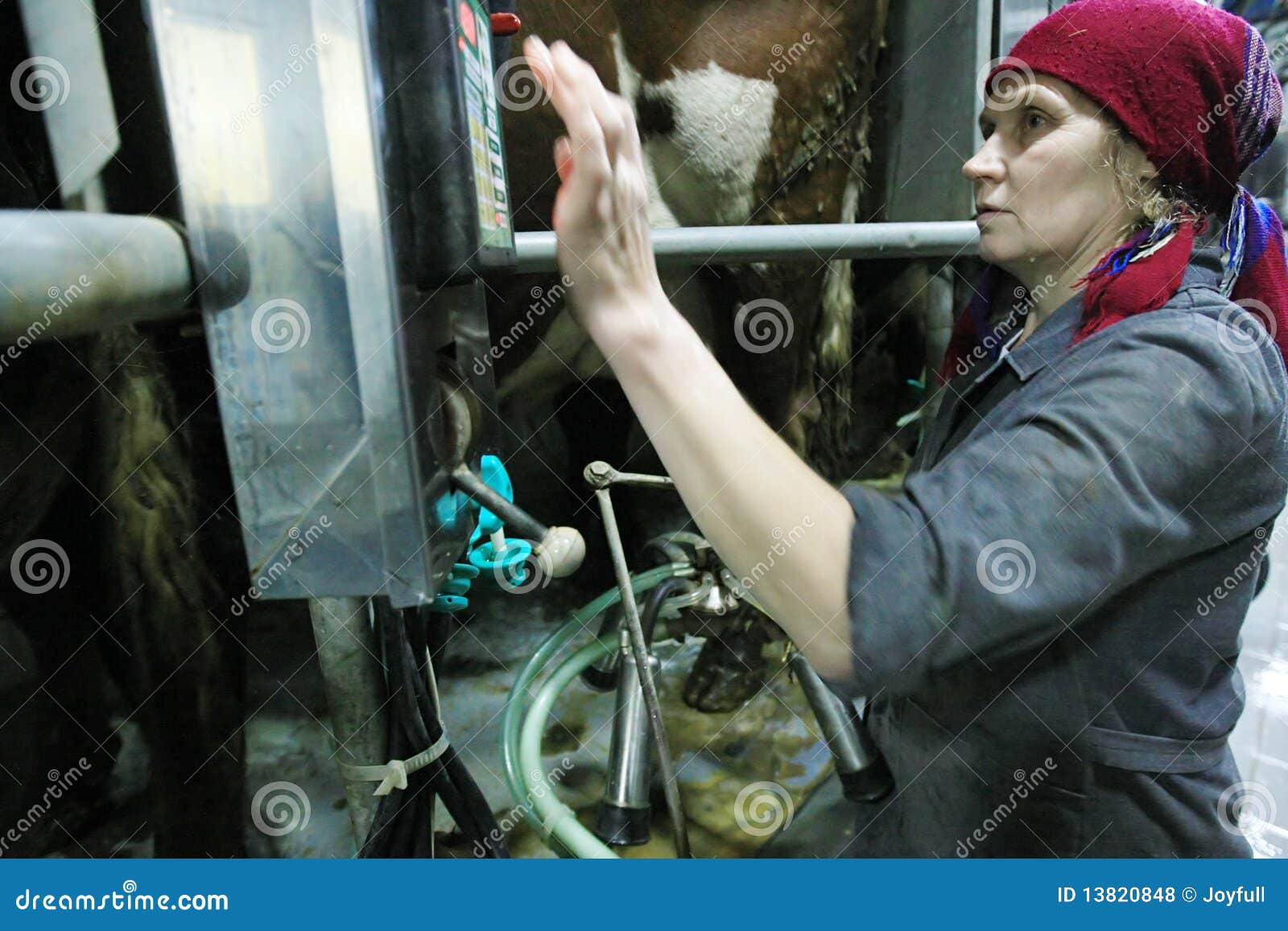 Milkmaid editorial stock photo. Image of mammal, maid - 13820848