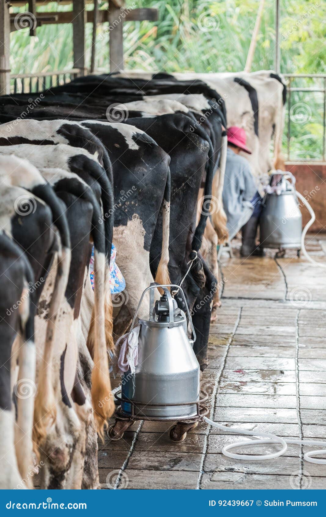 The milkmaid in farm stock image. Image of thailand, black - 92439667