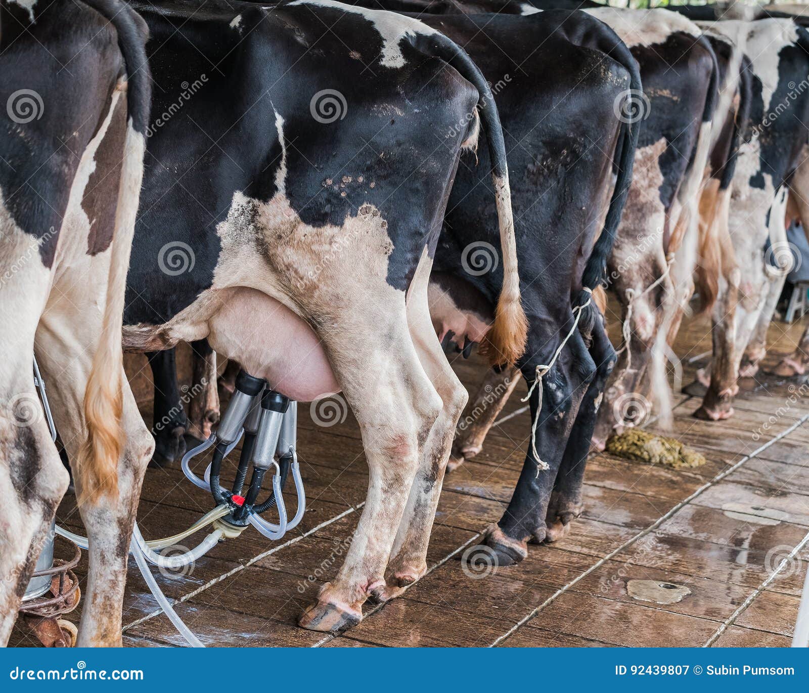 The milkmaid in farm stock image. Image of black, animal - 92439807