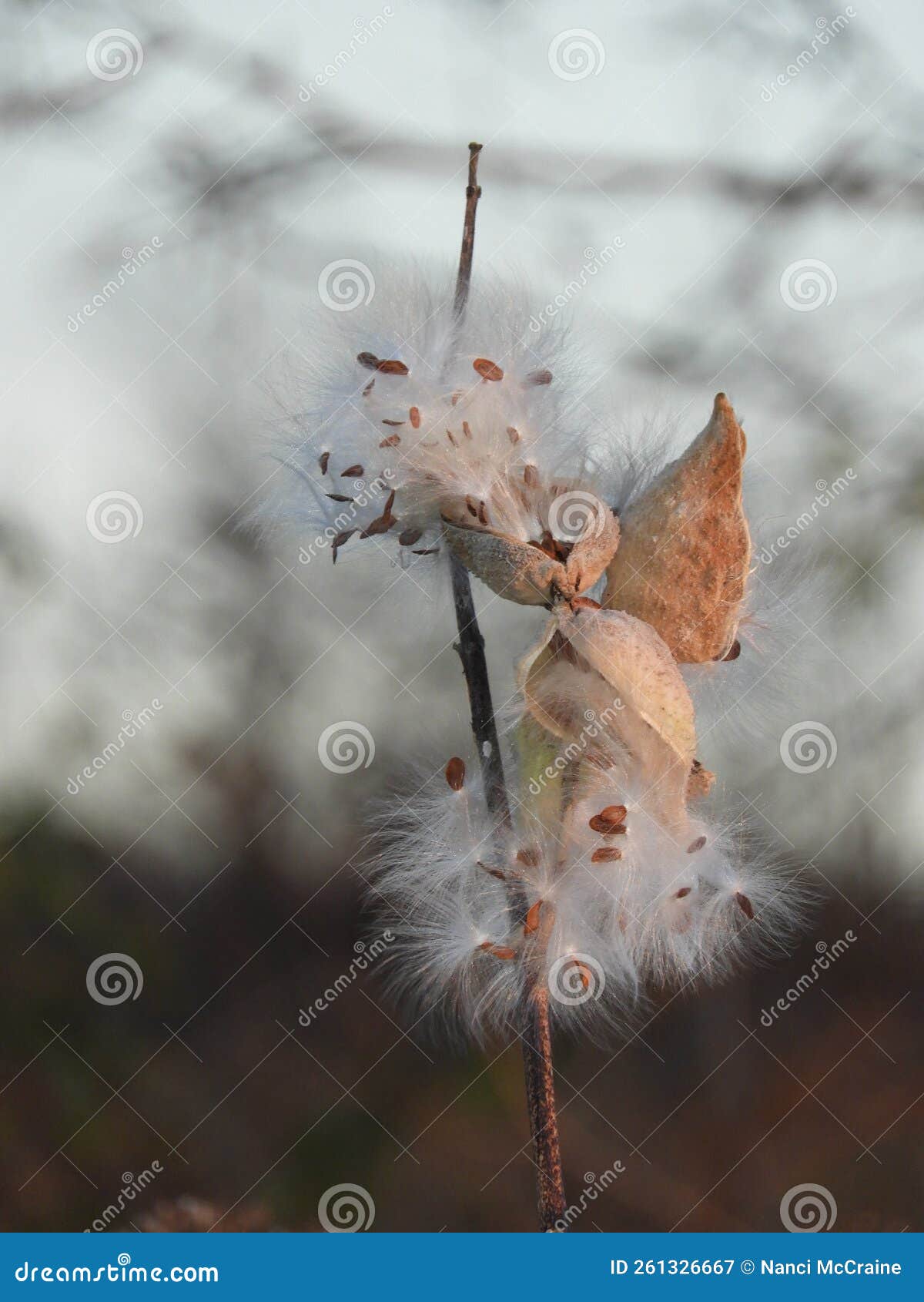 Milkweed Pods Explode with Flying Seeds in the Breeze Stock Image ...