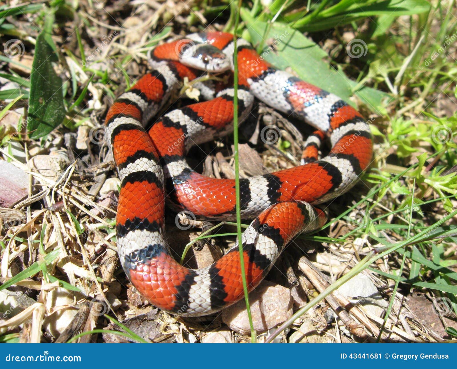 Milksnake stock image. Image of snake, creature, animal - 43441681