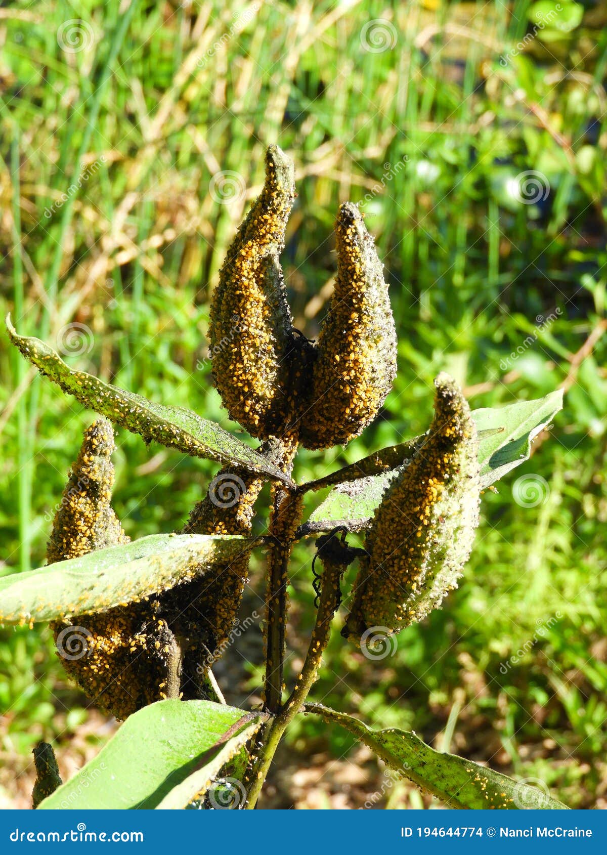 Milkweed Plant Seedpods Infested with Aphids Stock Photo - Image of ...