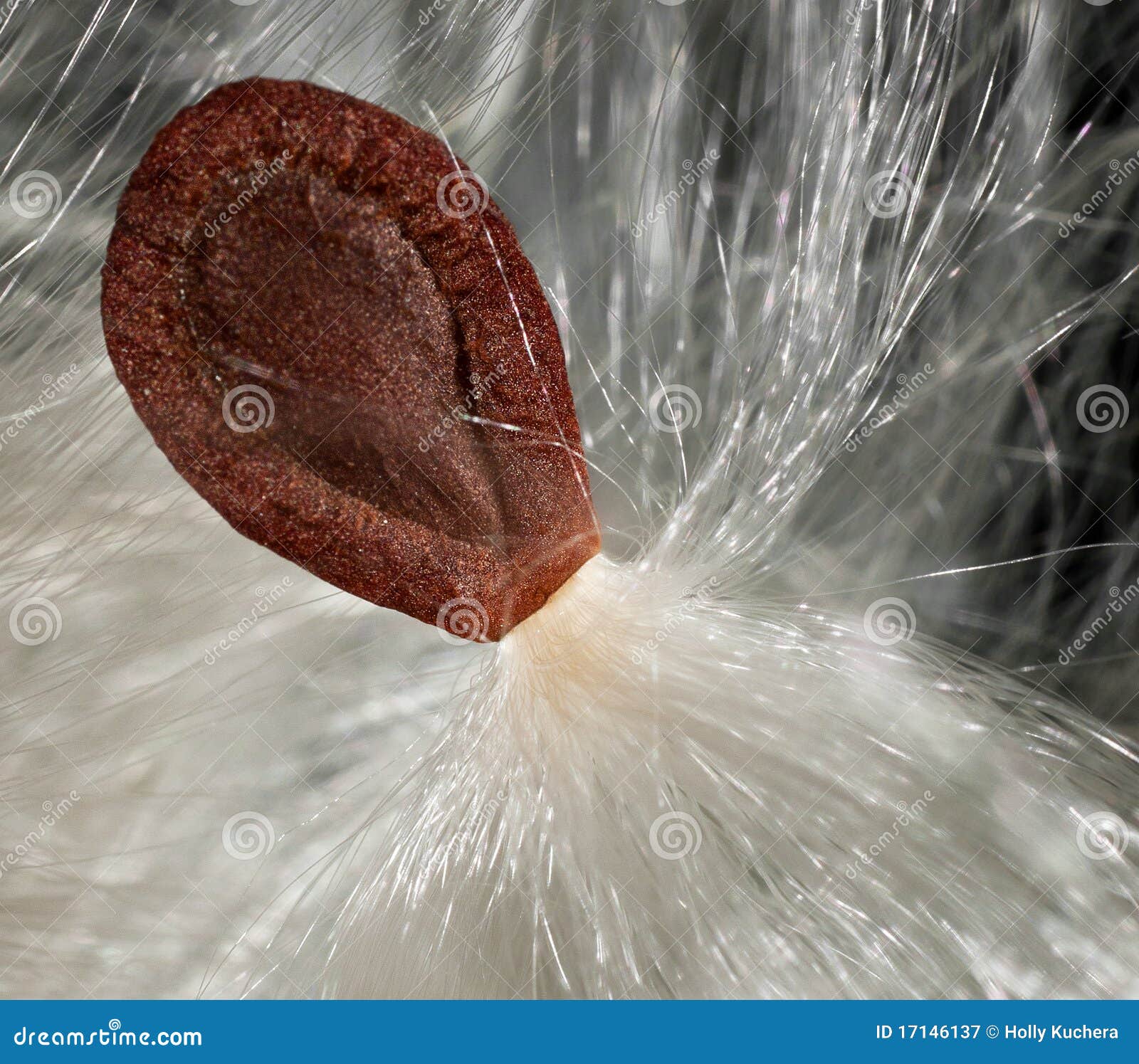 Milkweed (Asclepias) Single Seed Stock Image - Image of detail, milk ...