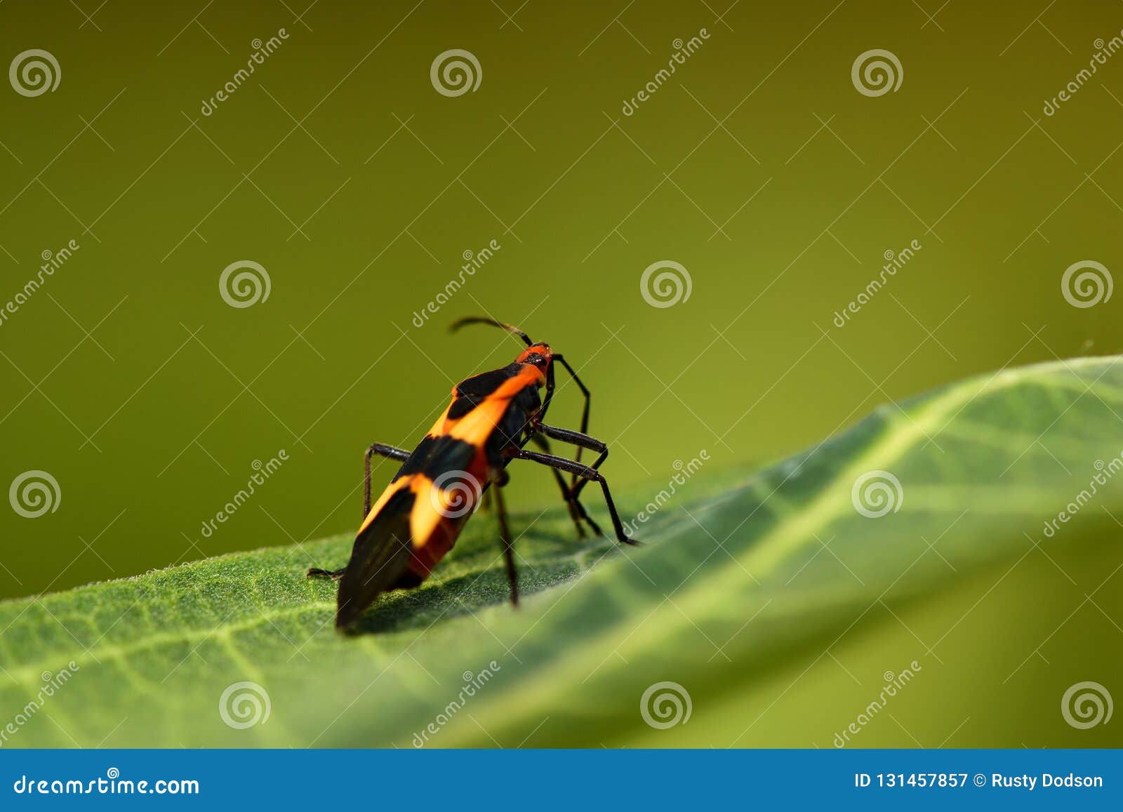 Milkweed Assassin Bug stock image. Image of single, insect - 131457857
