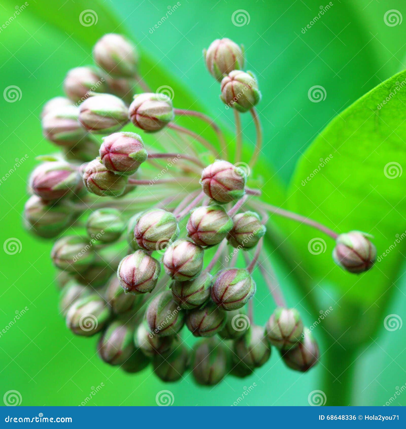 Milkweed Bloom stock photo. Image of ready, wildflower - 68648336