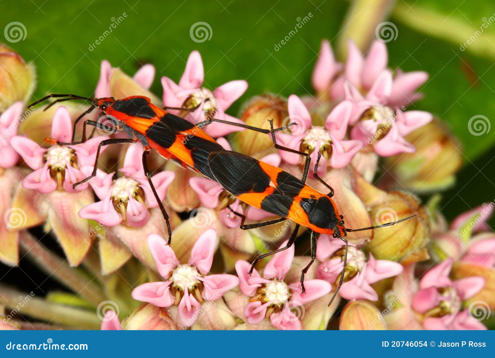 Milkweed Bug (Oncopeltus Fasciatus) Stock Photo - Image of plants ...