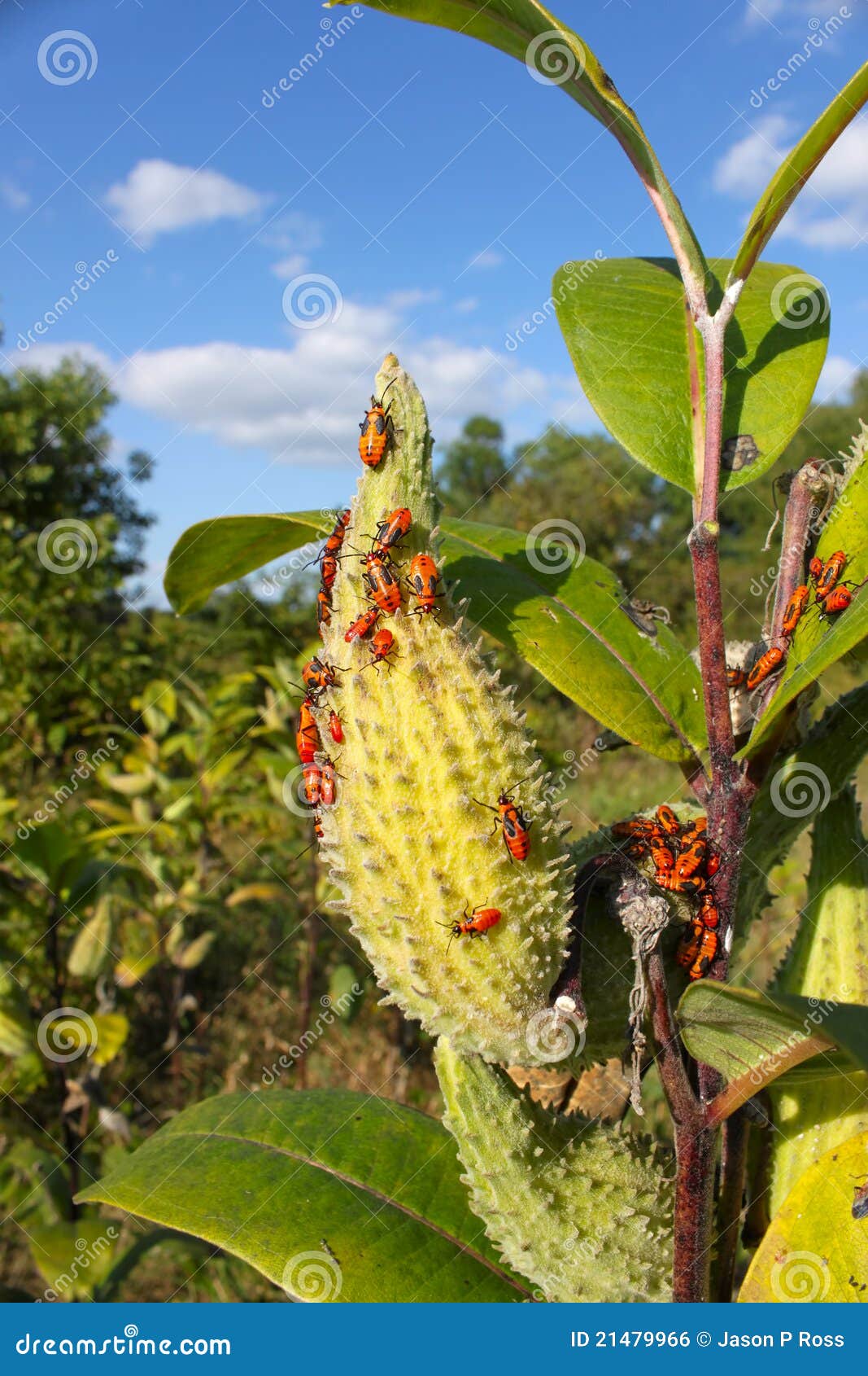 Milkweed Bug (Oncopeltus Fasciatus) Stock Photo - Image of forest ...