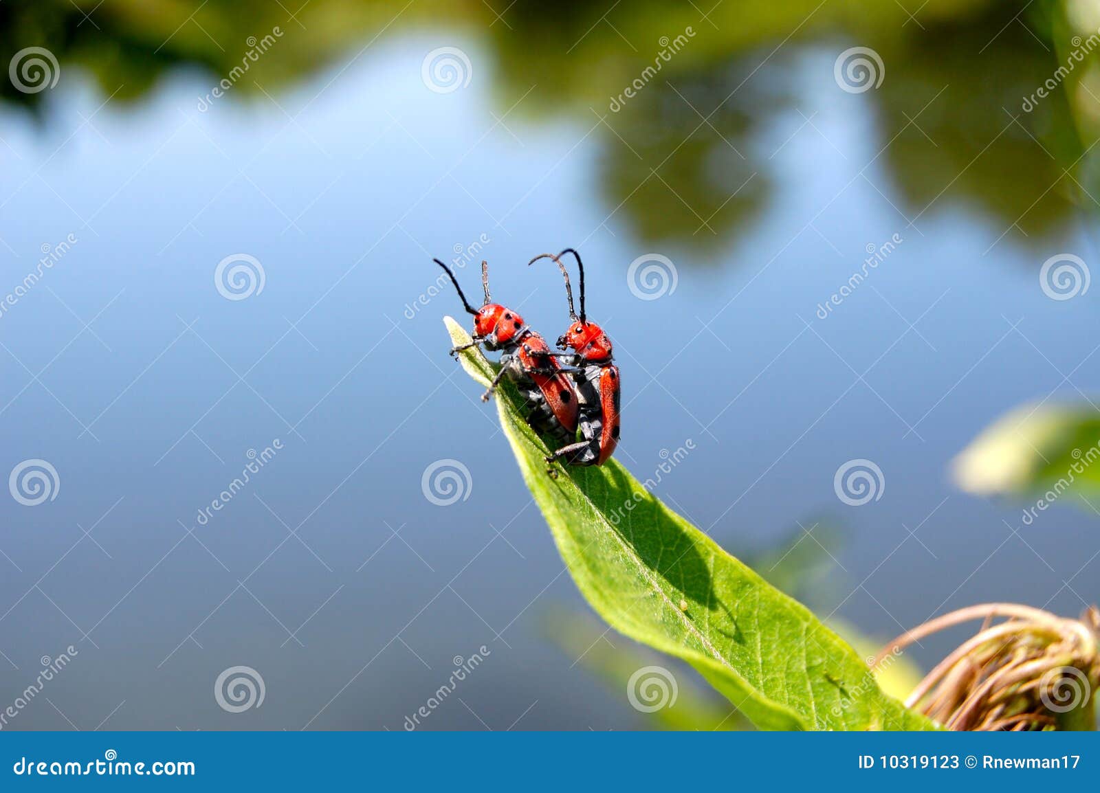 Milkweed bugs mating stock image. Image of commitment - 10319123