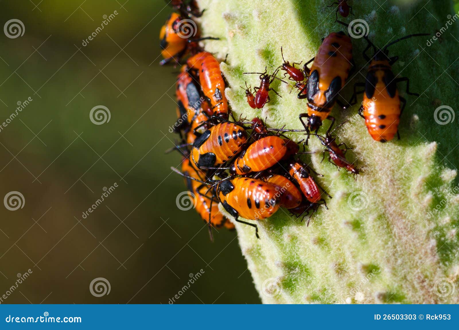 Milkweed Bugs on a Milkweed Pod Stock Image - Image of beetle, green ...