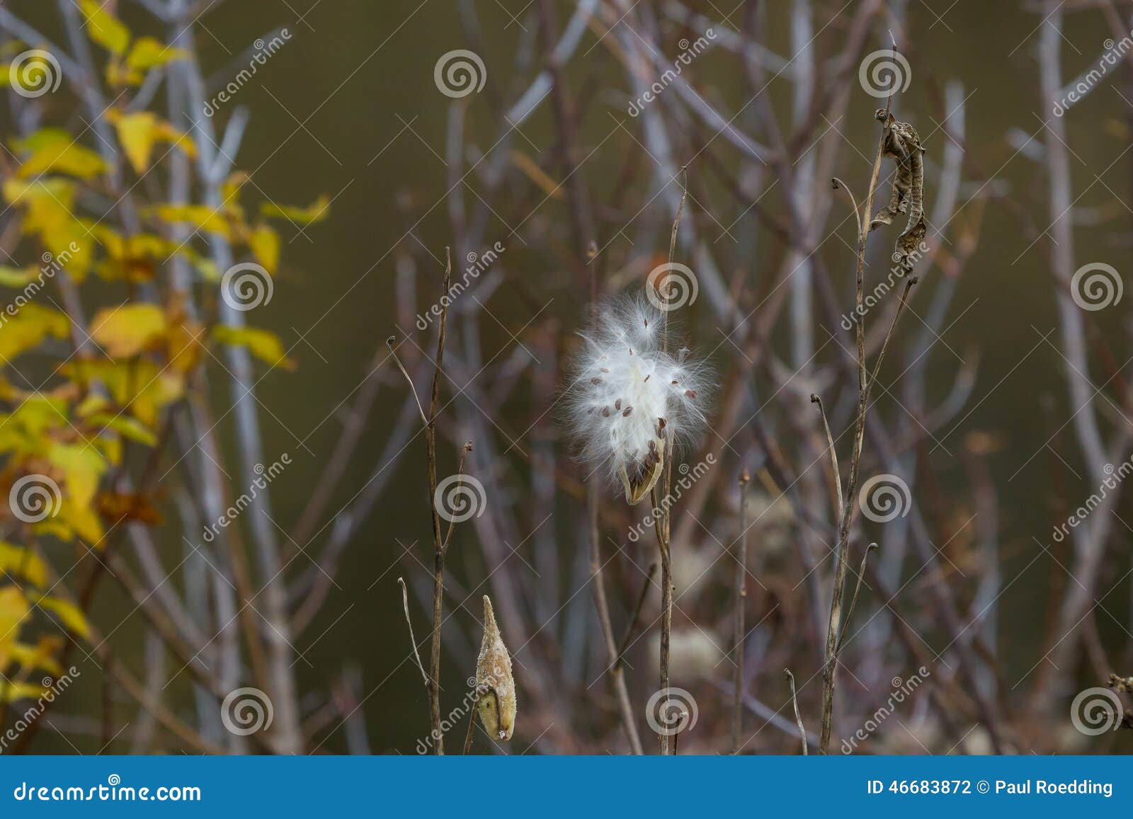Milkweed stock photo. Image of wild, fluff, common, monarch - 46683872