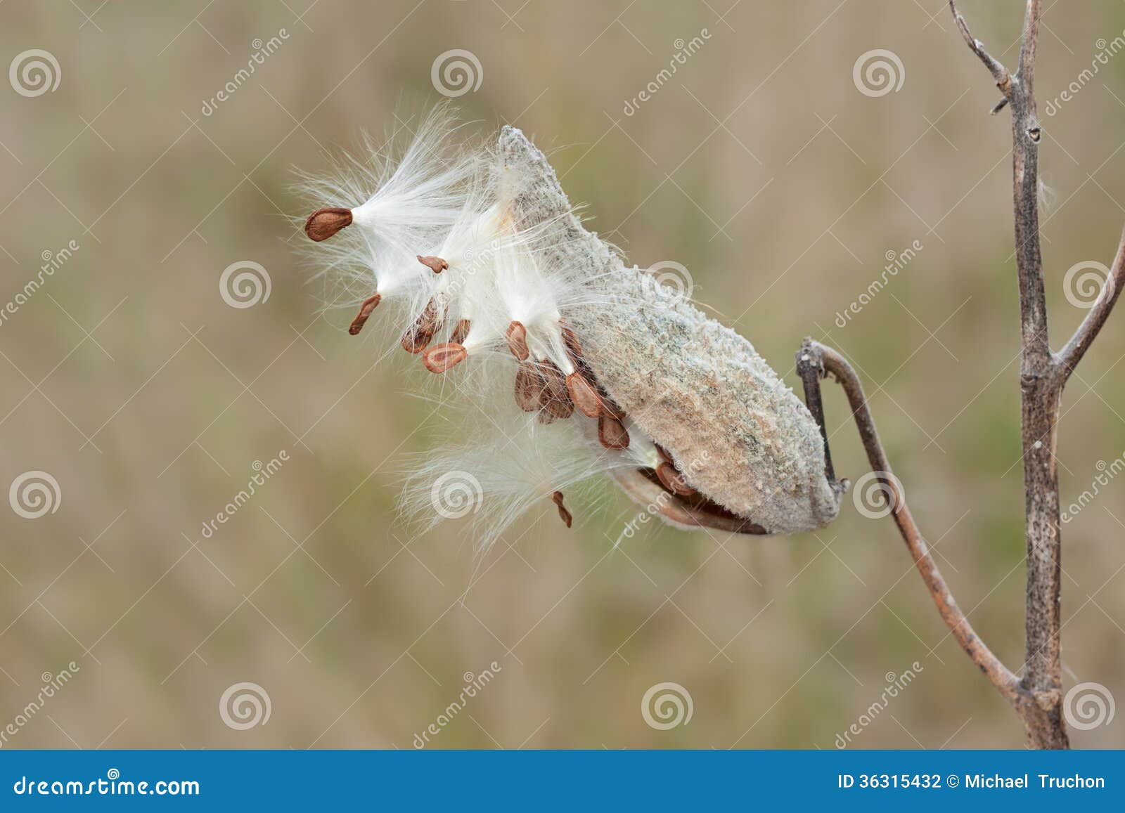 Pod Explodes Stock Photos - Free & Royalty-Free Stock Photos from ...