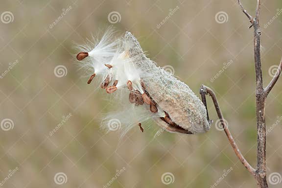 Milkweed Explosion stock photo. Image of annual, flower - 36315432
