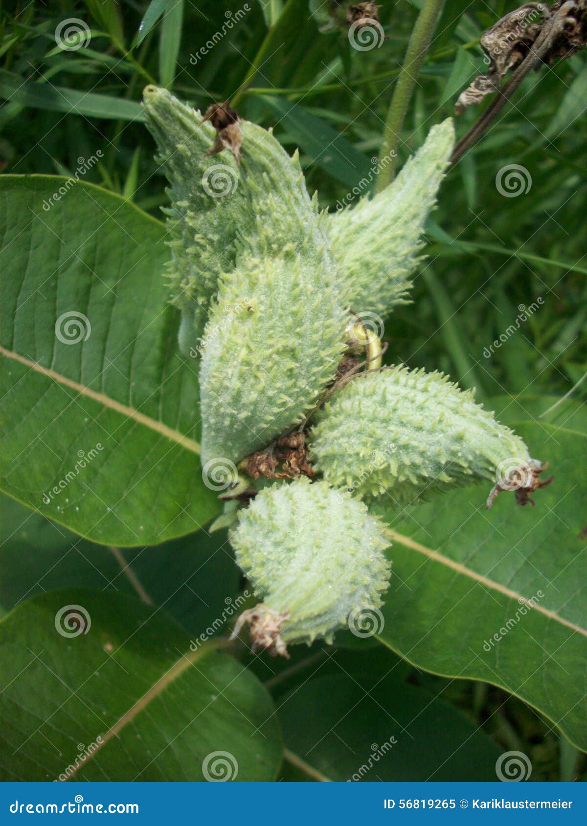 Milkweed stock image. Image of outdoors, growing, edge - 56819265