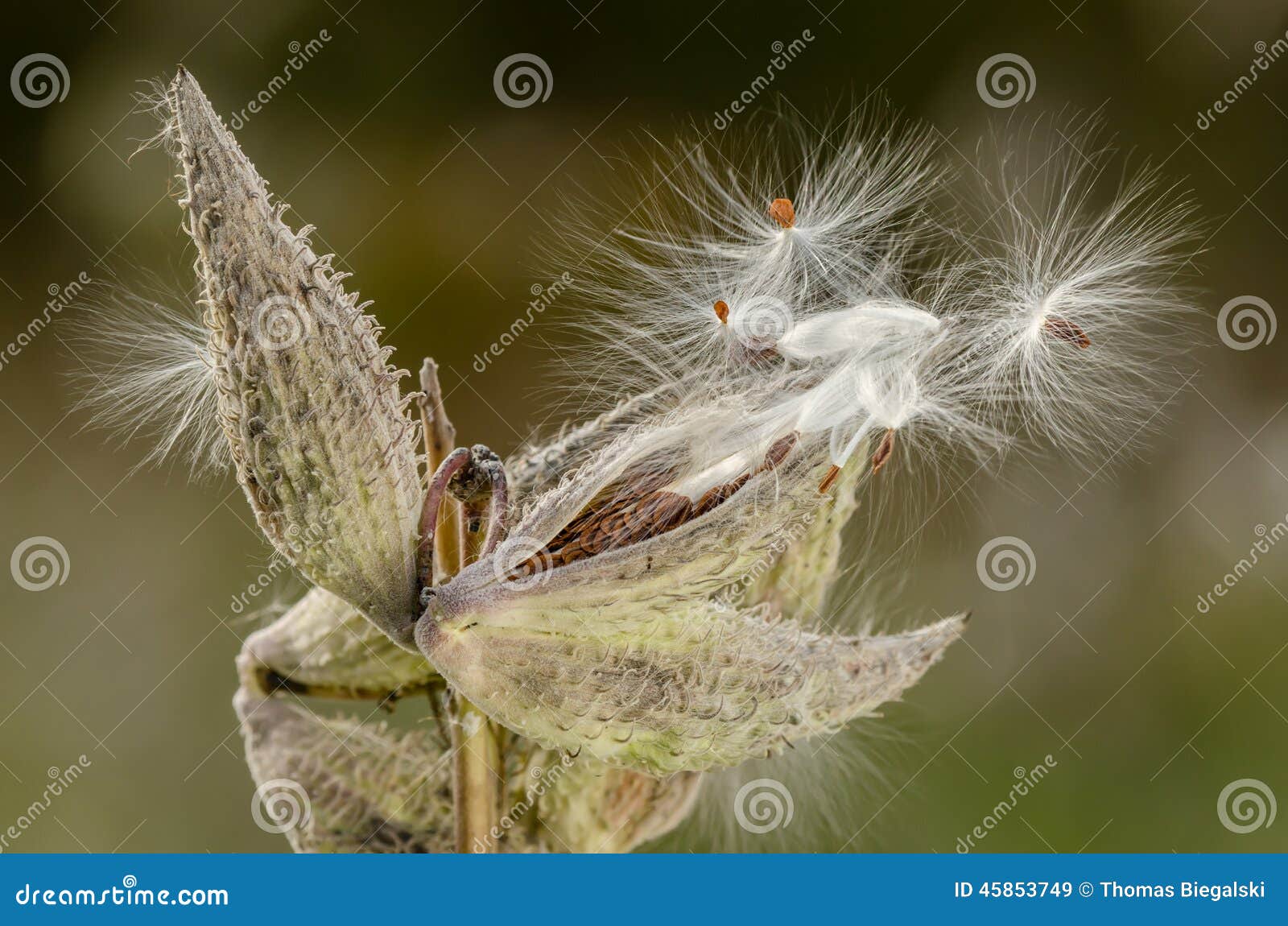 Milkweed Seeds