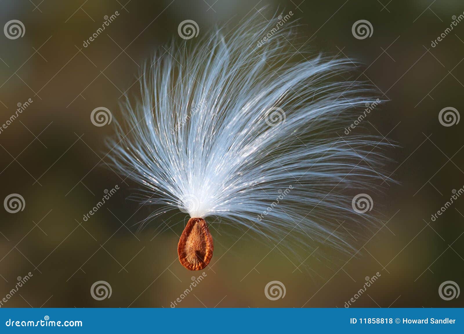 171 Single Floating Seed Stock Photos - Free & Royalty-Free Stock ...