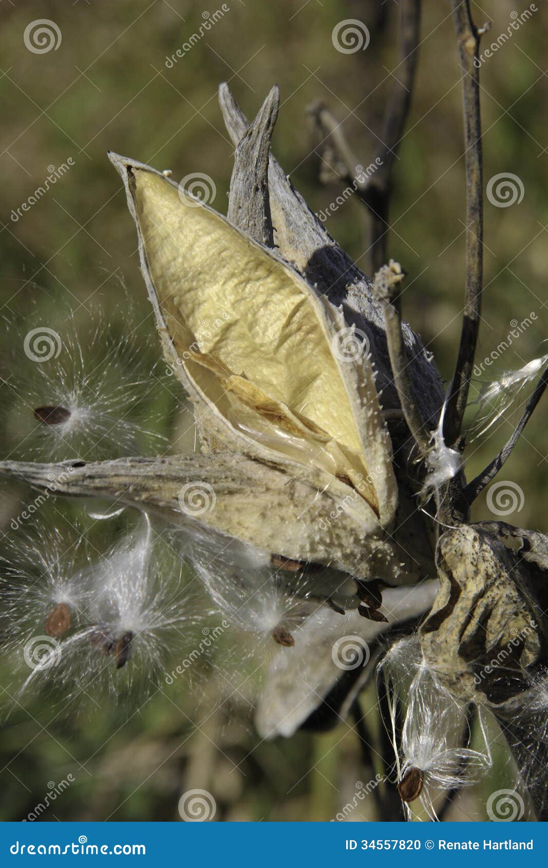 Milkweed Seed Explosion, Asclepias Family Royalty-Free Stock Photo ...