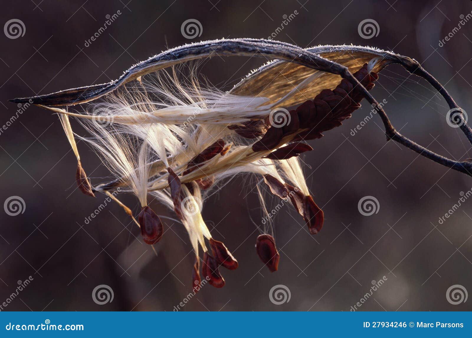 Milkweed seed pod opening stock photo. Image of seed - 27934246