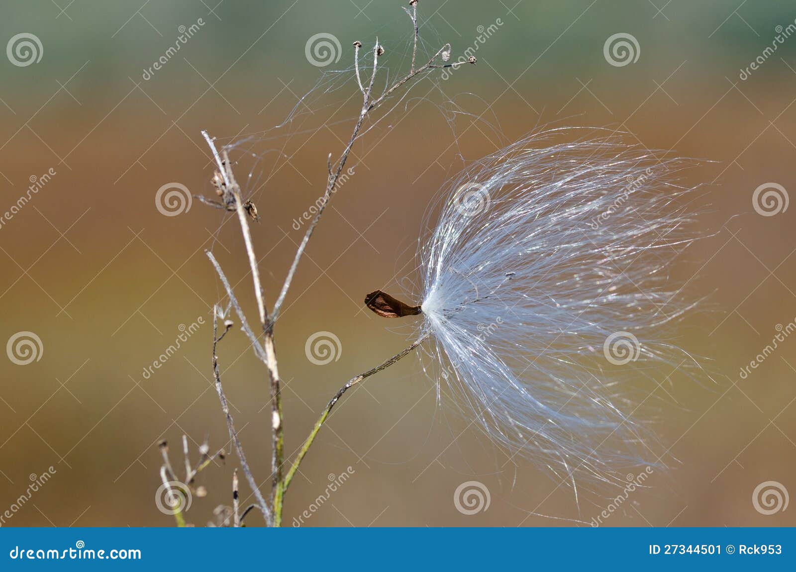 Milkweed Seed Snagged by a Twig Stock Image - Image of seed, delicate ...