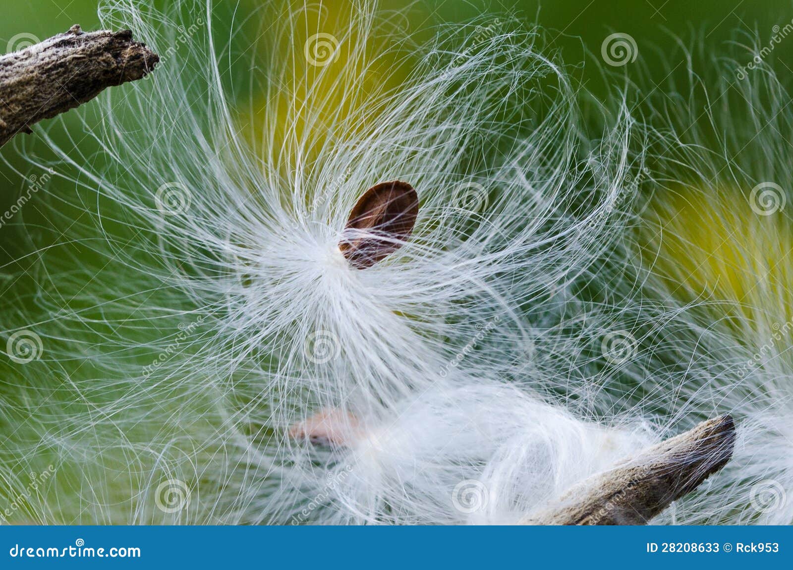 Soft Waite Stock Photos - Free & Royalty-Free Stock Photos from Dreamstime