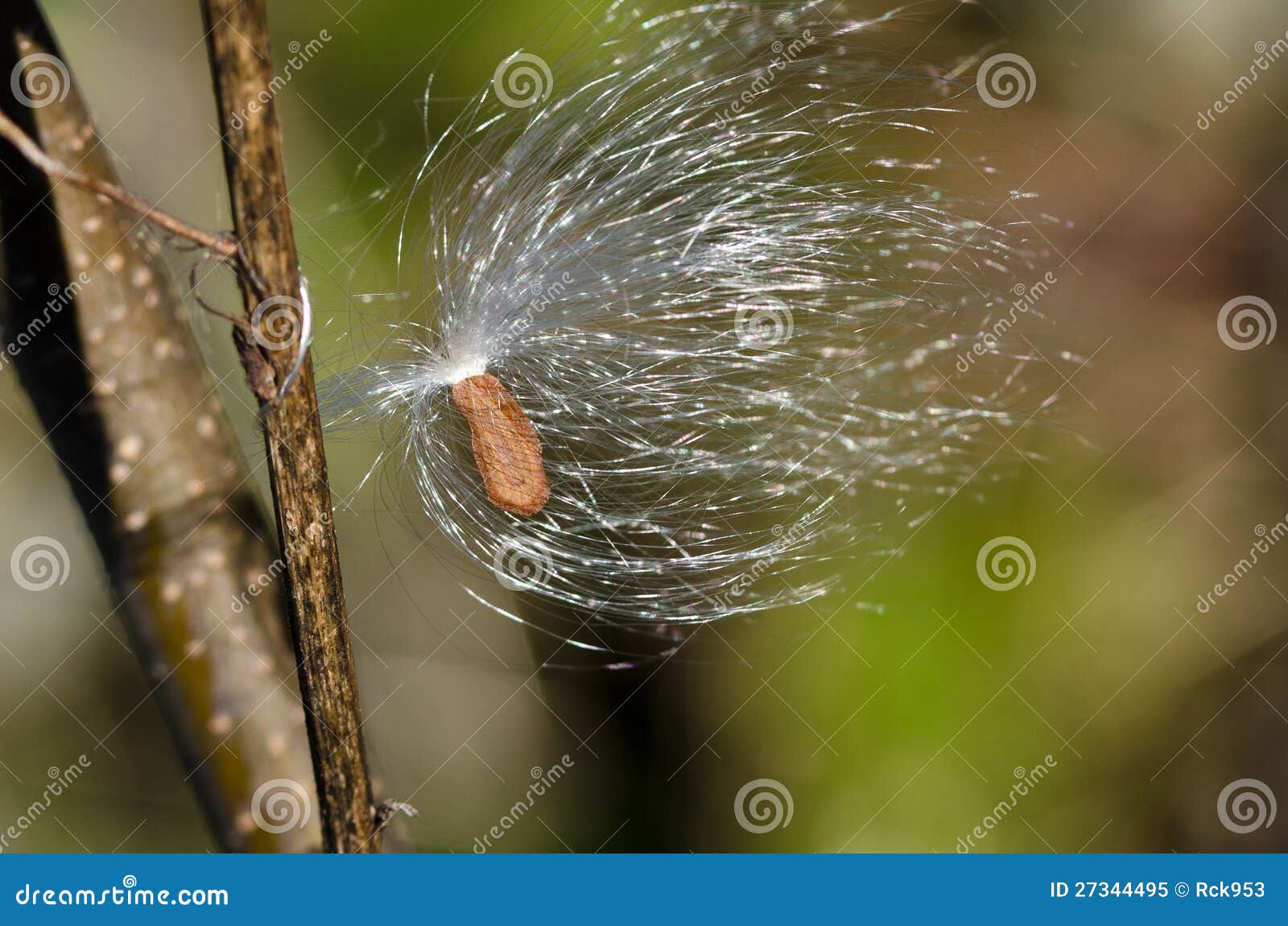 Milkweed Seed Tangled on Twig Stock Image - Image of nature, feathery ...