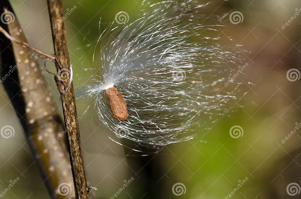Milkweed Seed Tangled on Twig Stock Image - Image of nature, feathery ...