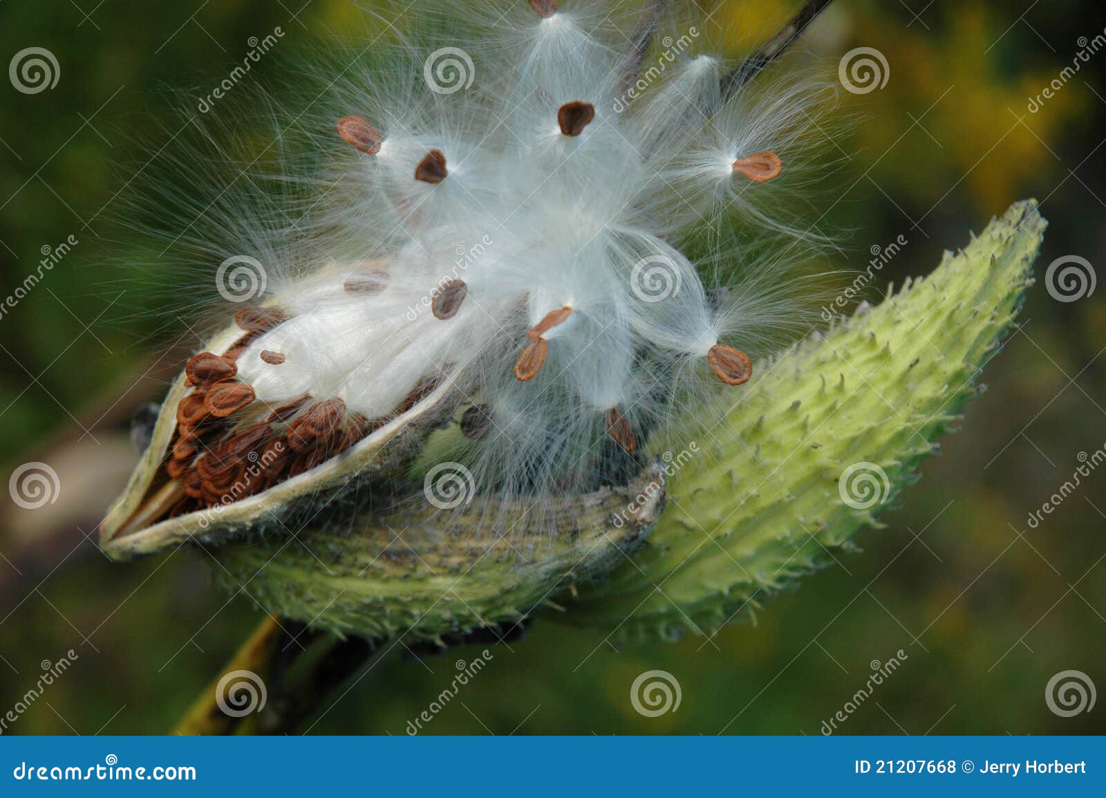 Milkweed with Seeds stock photo. Image of sunny, weed - 21207668