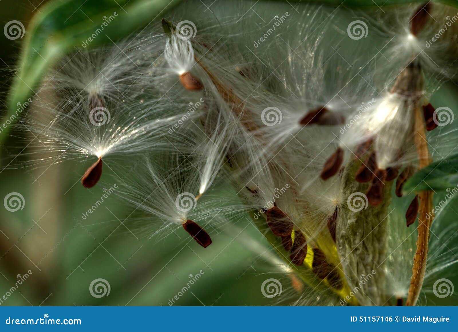 Milkweed Seeds Take Flight stock photo. Image of starting - 51157146