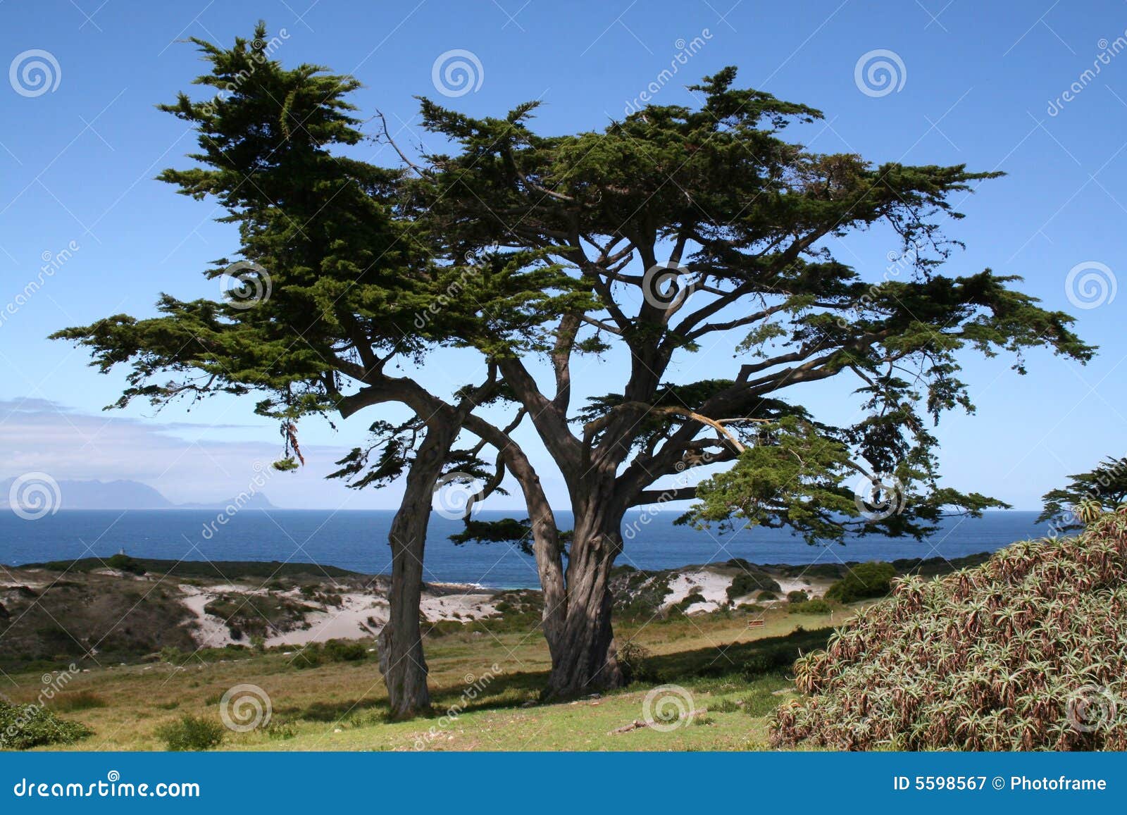 Milkwood tree stock image. Image of africa, summer, south - 5598567