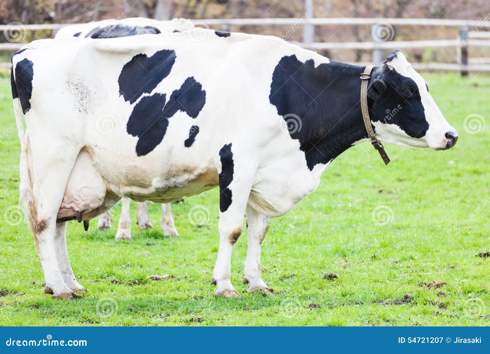 Milky Cow Image