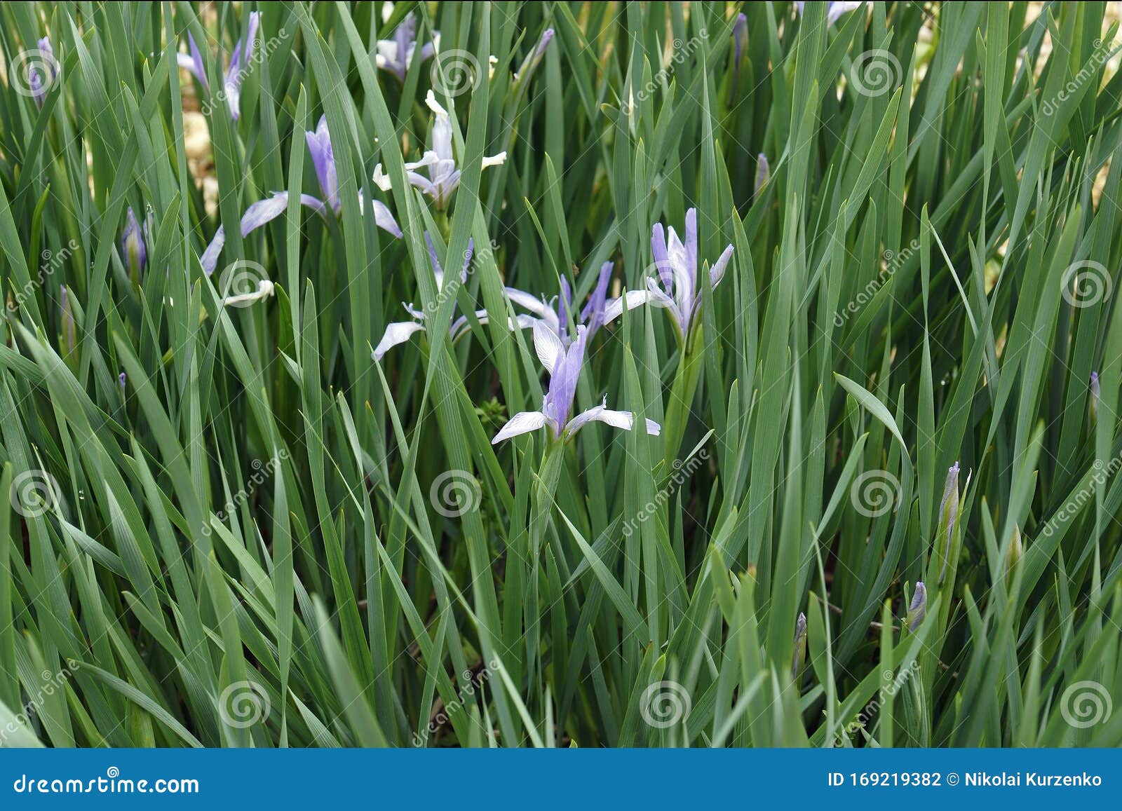 Milky Iris flowers stock photo. Image of closeup, angiosperm - 169219382