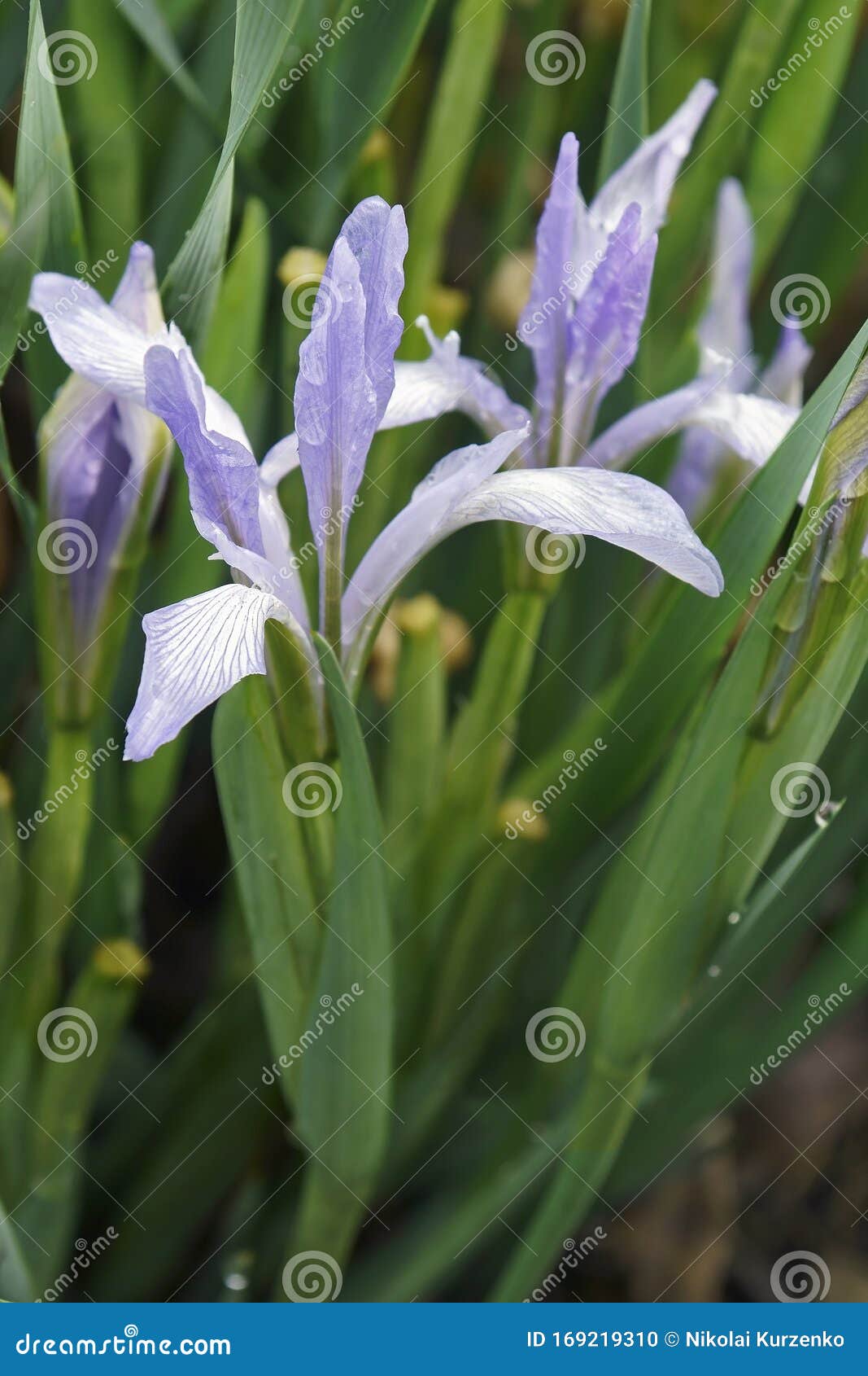 Milky Iris flowers stock photo. Image of bloom, botanical - 169219310