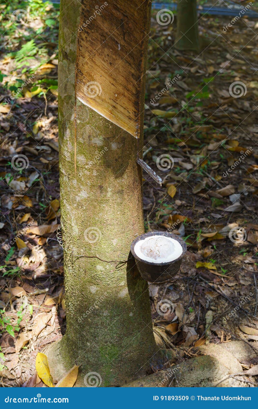 Milky Latex Extracted From Rubber Tree Or A.k.a. Hevea Brasiliensis As ...