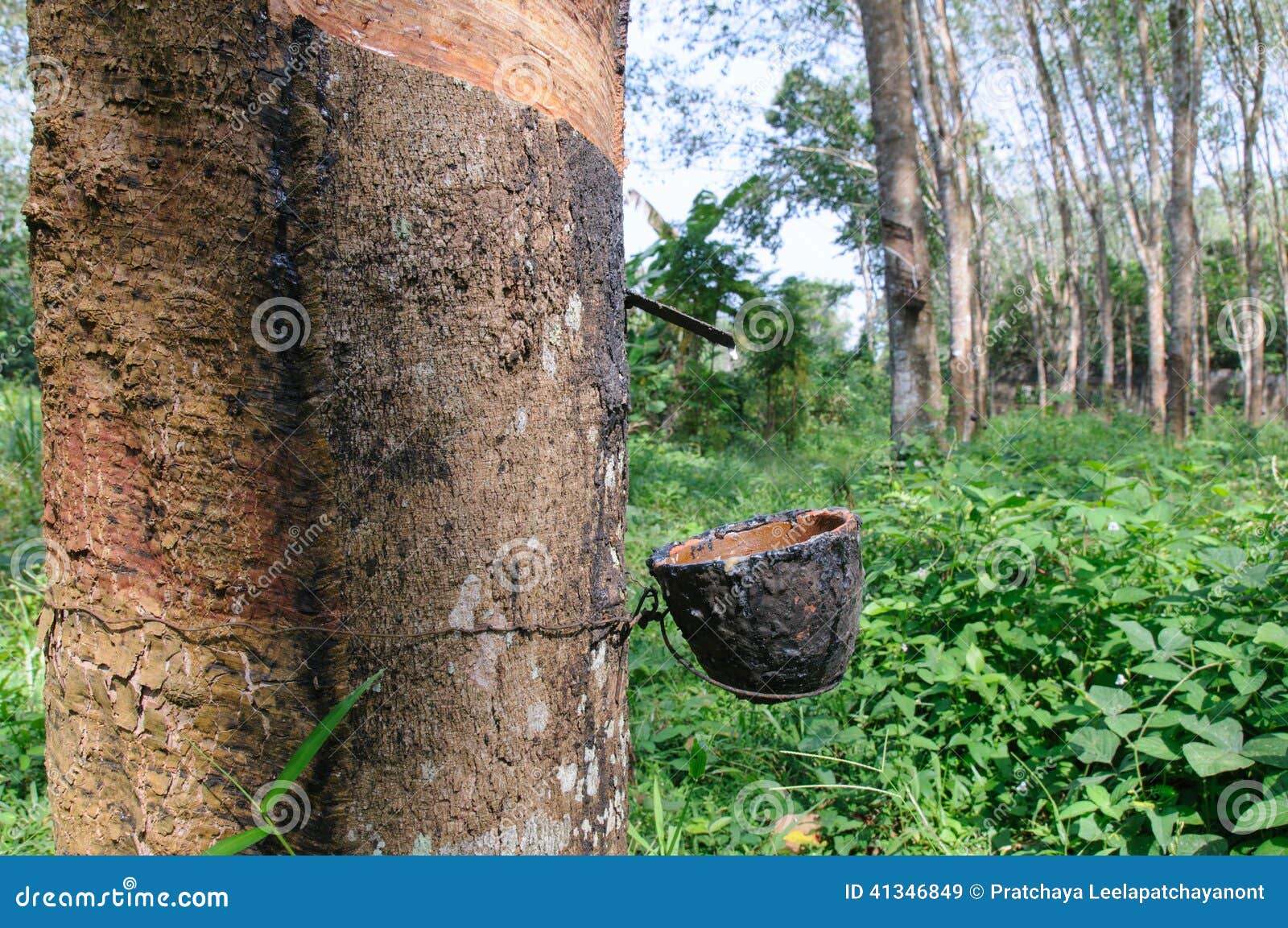 Latex Extracted From Tapped Rubber Tree As A Source Of Natural Rubber ...