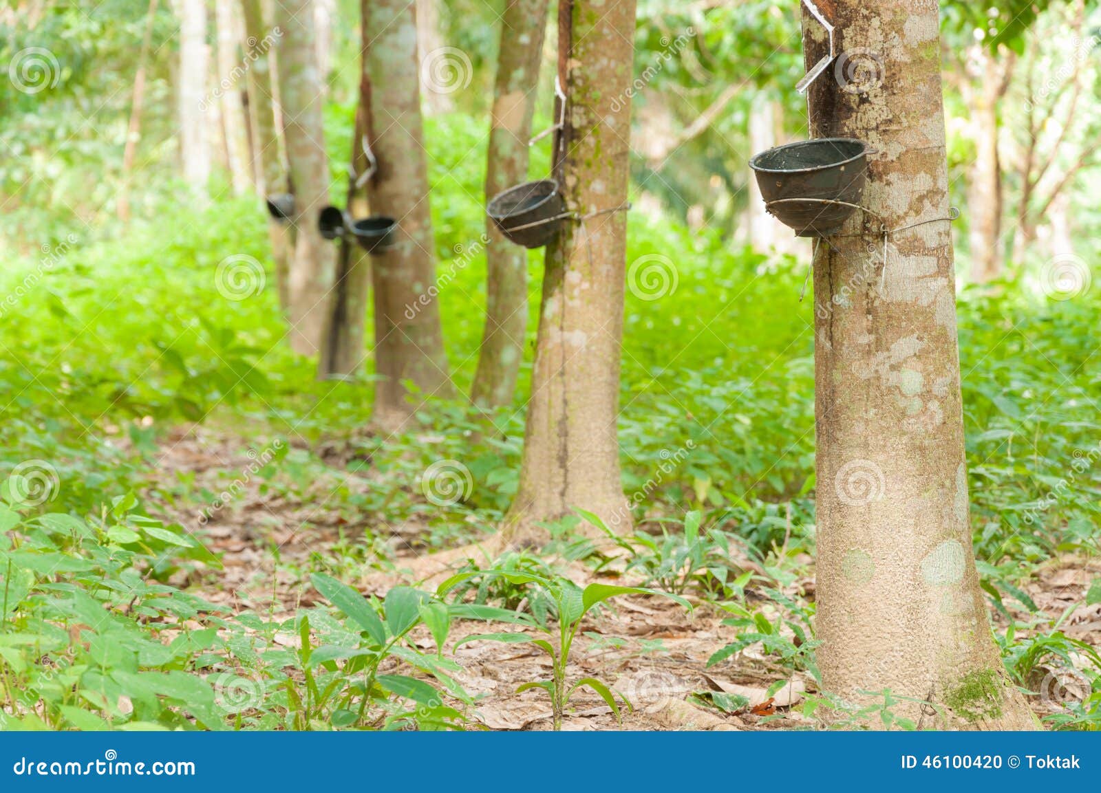 Milky Latex Extracted from Rubber Tree (Hevea Brasiliensis) Stock Photo ...