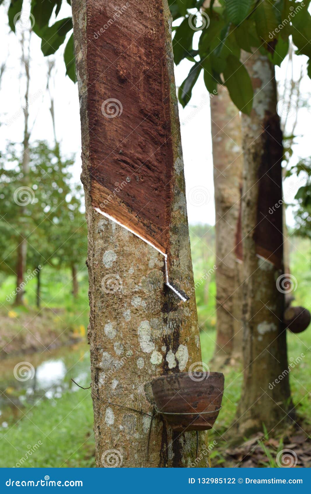 Milky Latex Extracted from Rubber Tree , Source of Natural Rubber Tree ...