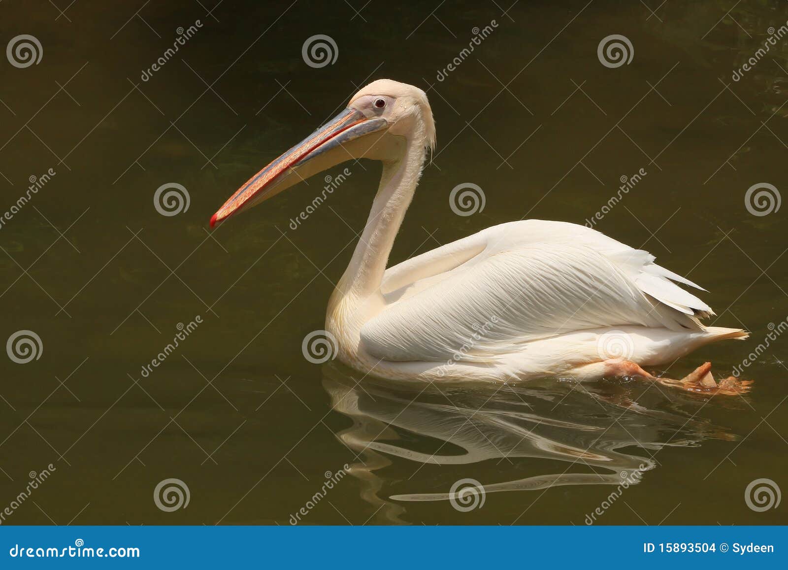 Milky stork stock photo. Image of beast, swimming, shadow - 15893504
