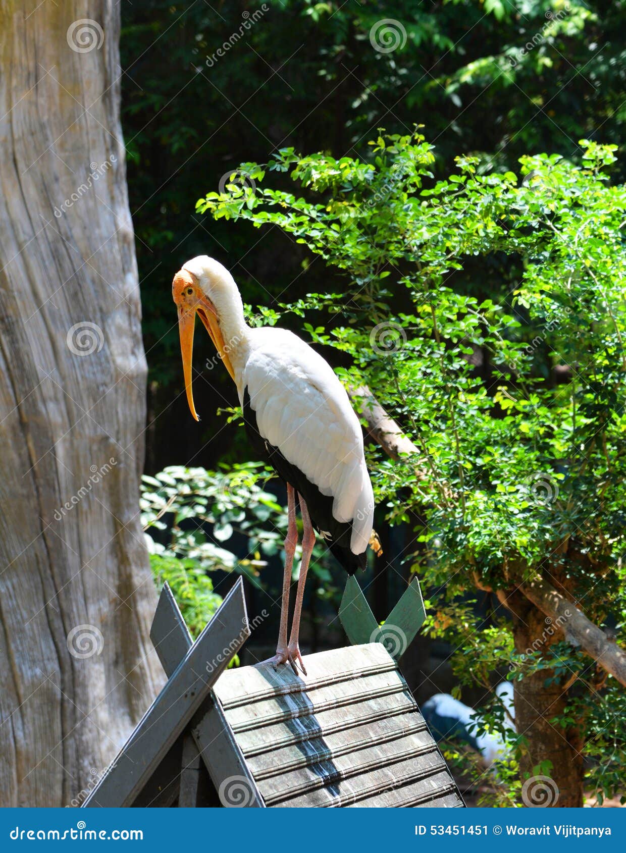 Milky Stork stock image. Image of animal, colorful, closeup - 53451451