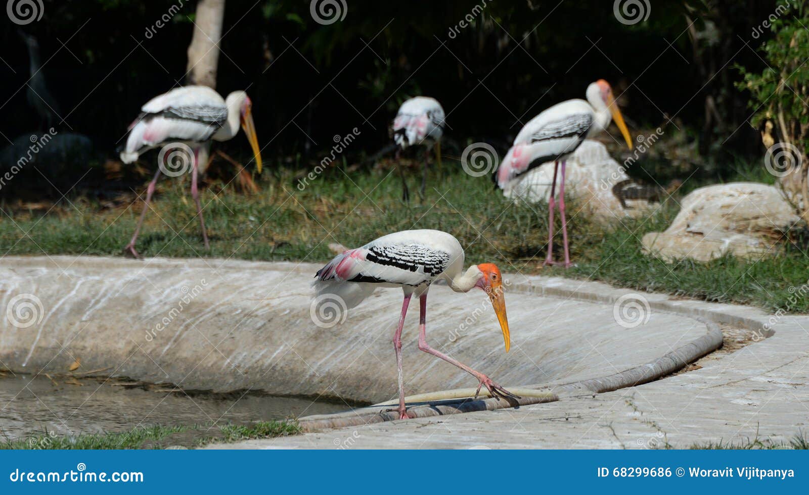 Milky Stork in farm stock photo. Image of milky, green - 68299686
