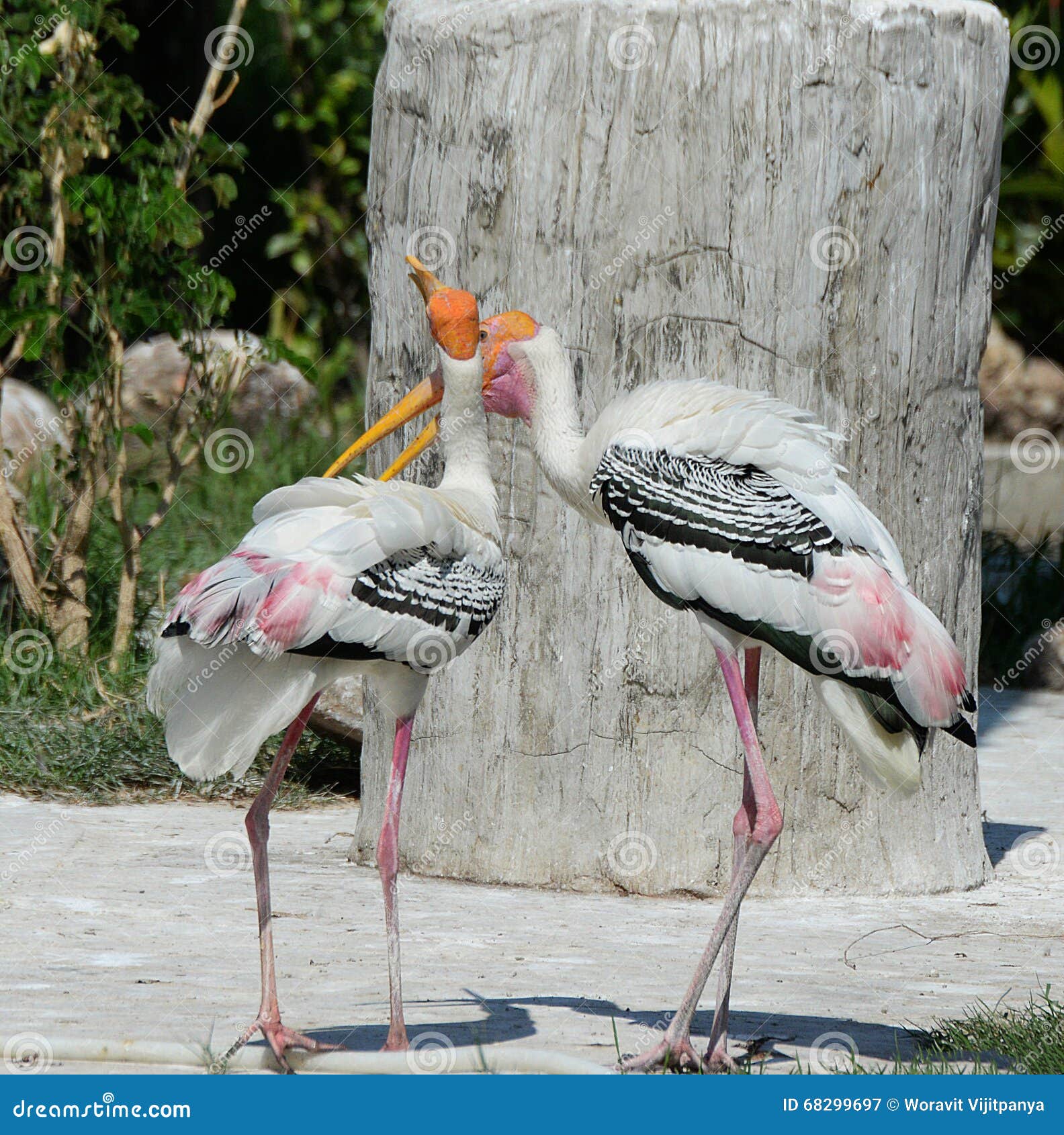 Milky Stork in farm stock image. Image of birth, green - 68299697