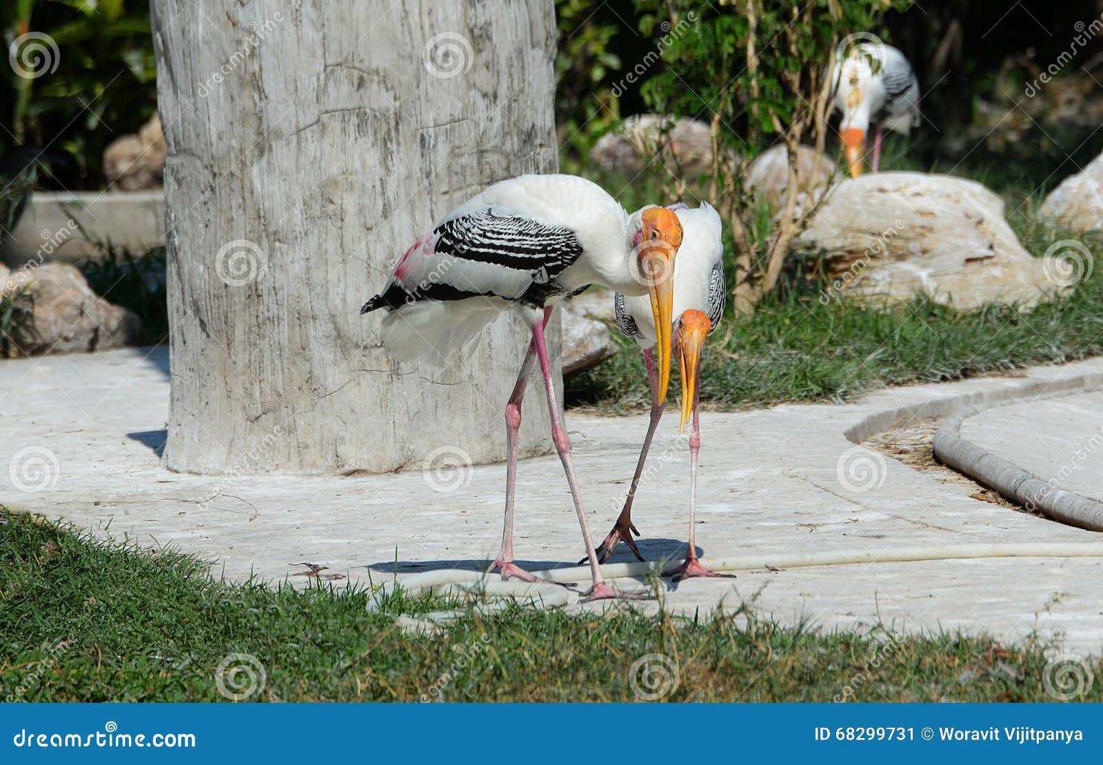 Milky Stork in farm stock image. Image of animal, home - 68299731