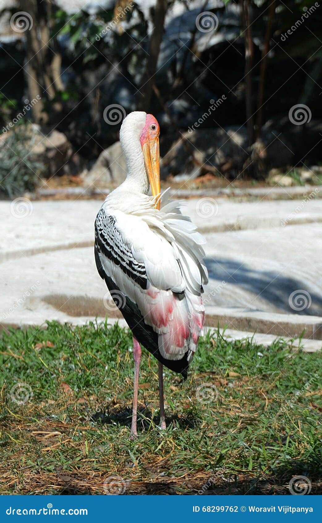 Milky Stork in farm stock photo. Image of exotic, milky - 68299762