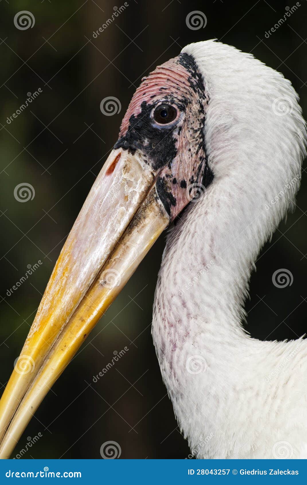 Milky stork head stock image. Image of closeup, feather - 28043257