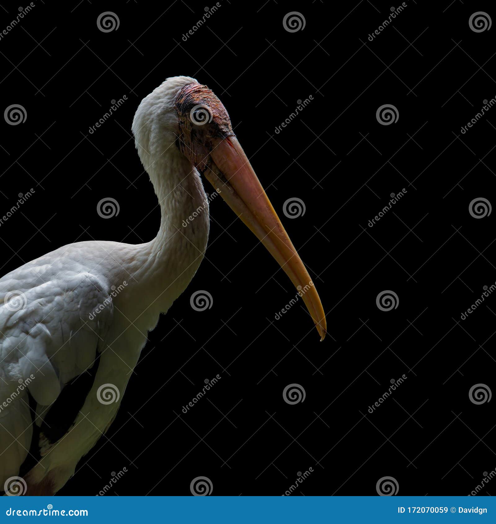 Milky Stork Bird Mycteria Cinerea Swimming In The Pond Stock Photo ...