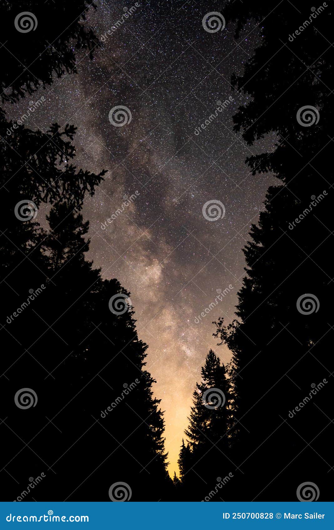 Milky Way Emerging between the Trees of a Forrest Stock Photo - Image ...