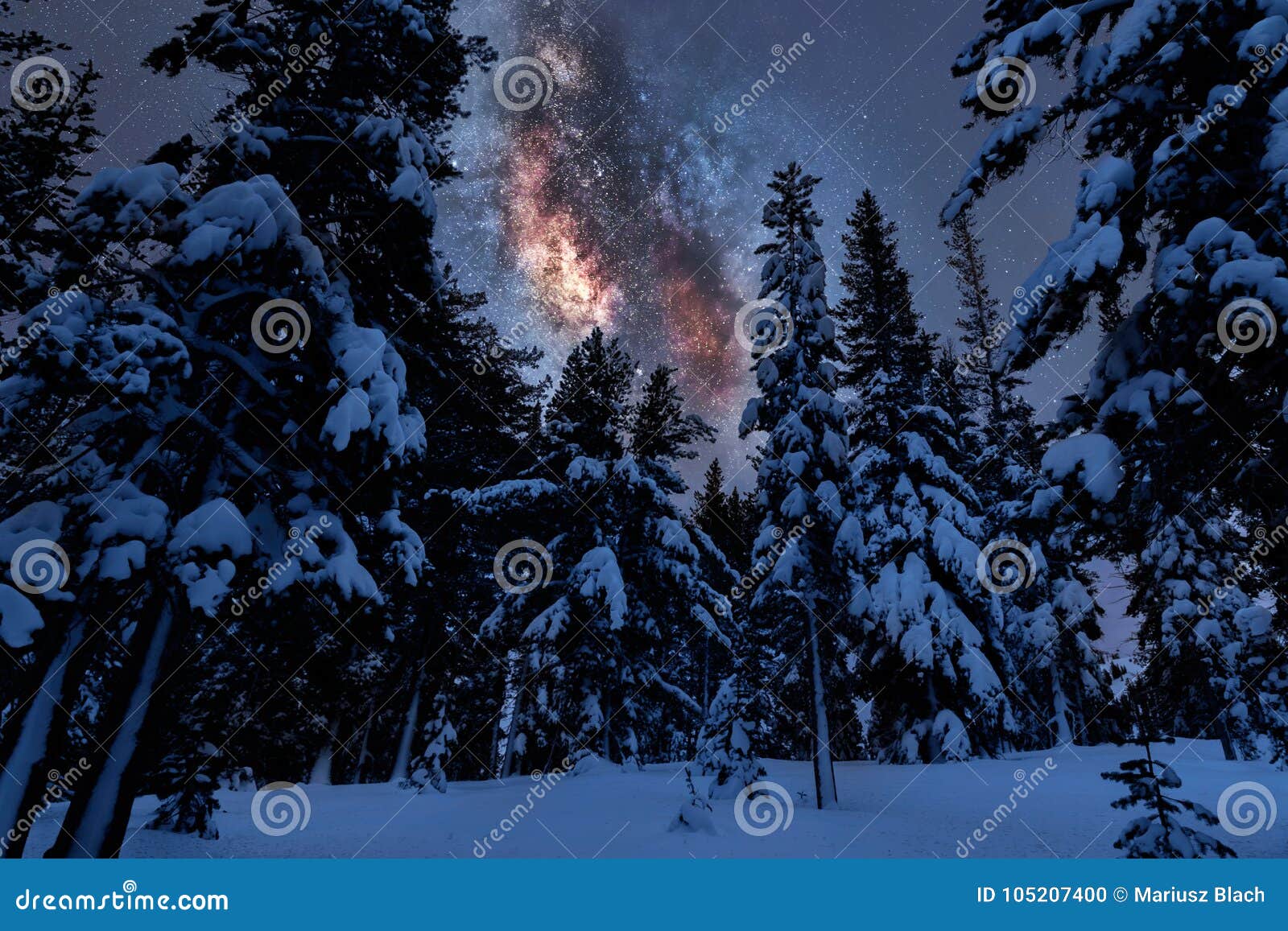Milky Way Forest Trees Covered With Snow Picture. Image: 105207400