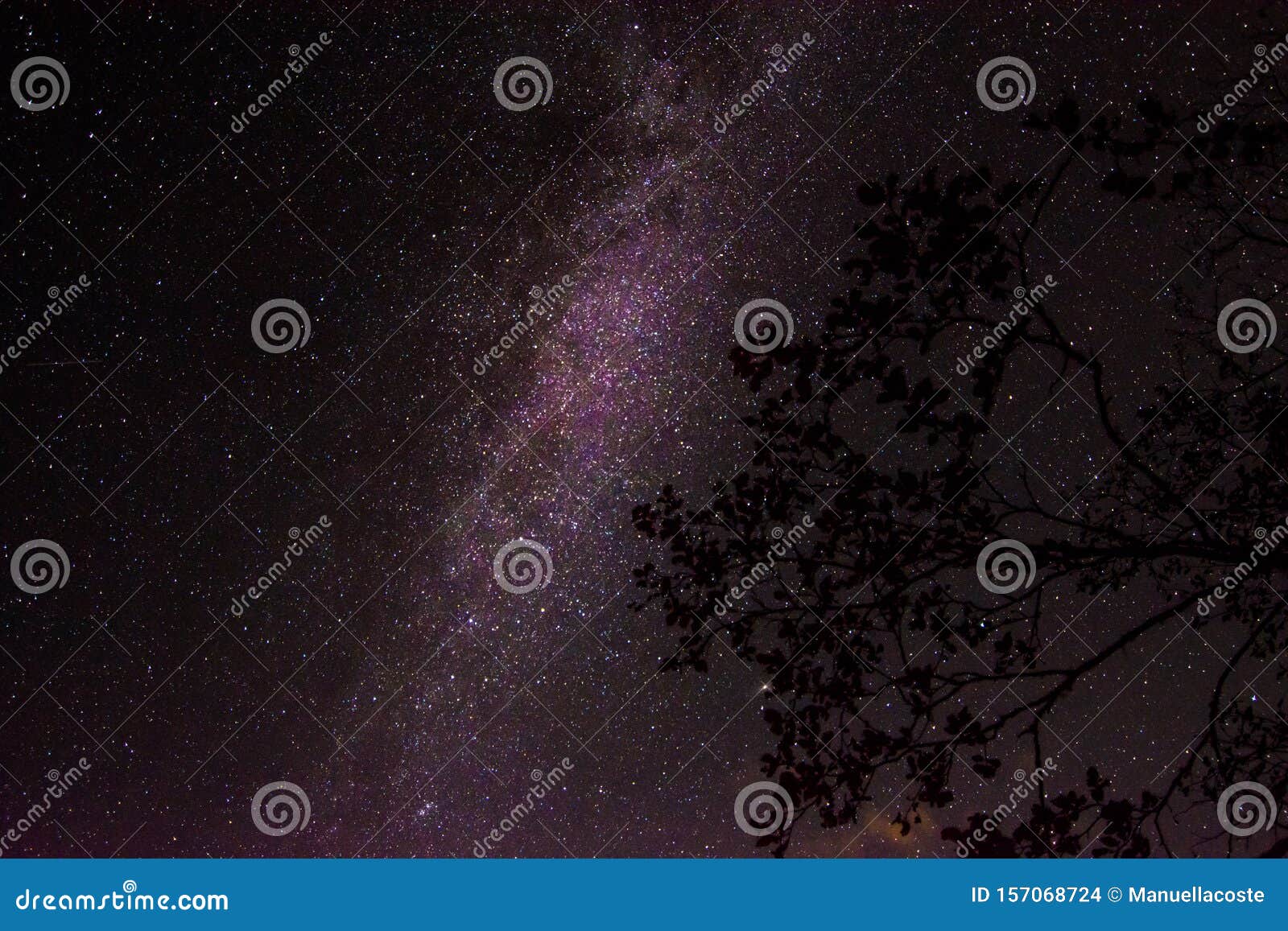 Milky Way Night Under a Tree Stock Photo - Image of forest, landscape ...