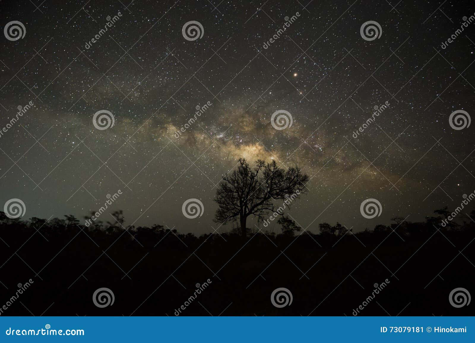 The Milky Way Over Trees in Forest Stock Image - Image of milkyway ...