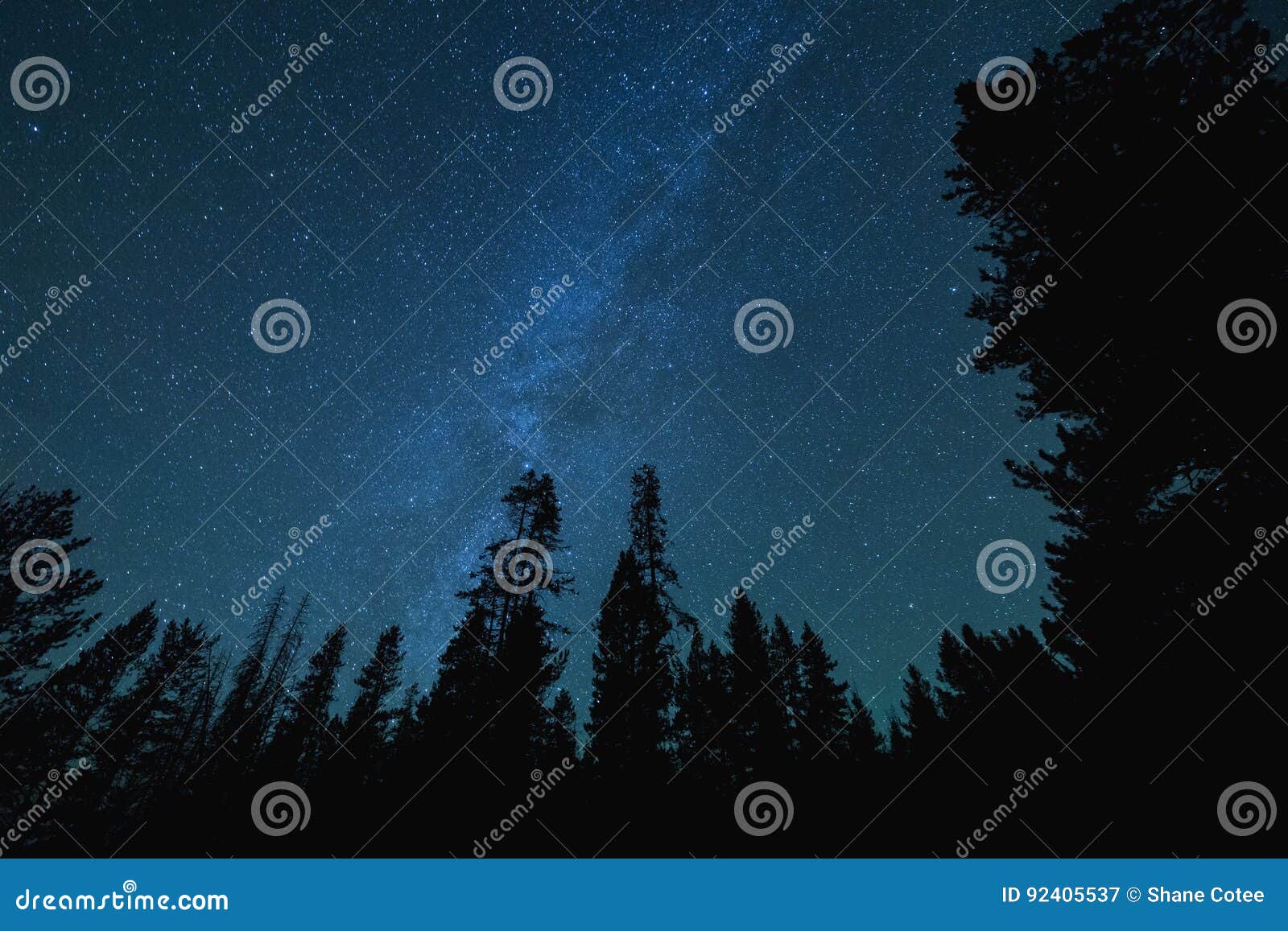 Milky Way Stars Over Tall Trees Stock Image - Image of dark, black ...